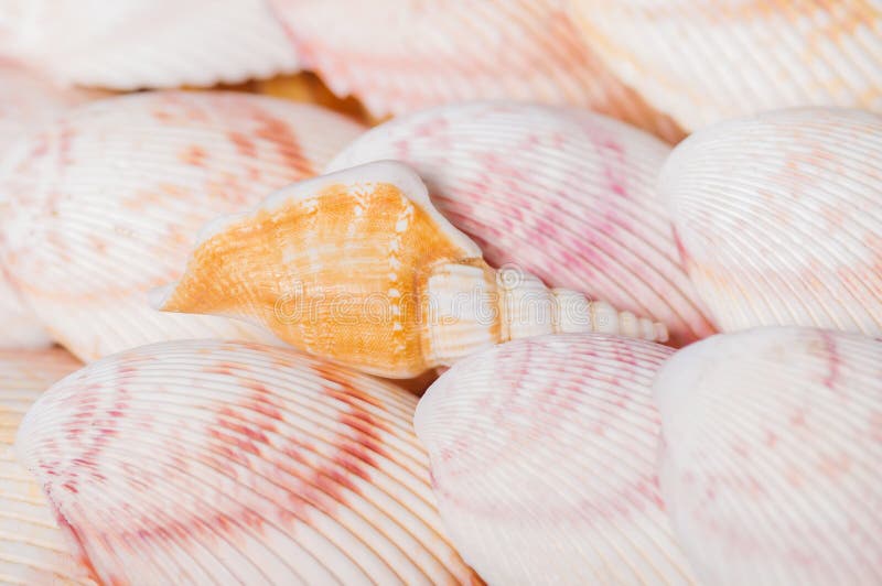 Beautiful Seashells Close-up Stock Photo - Image of pink, nature: 41124062
