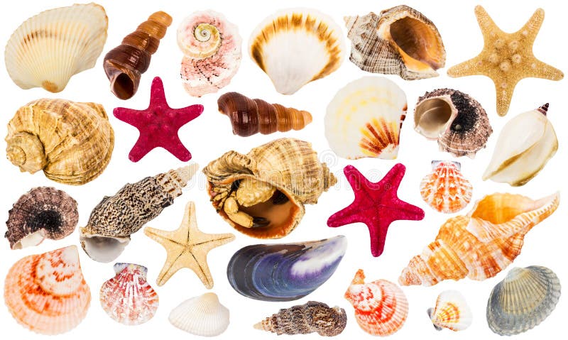 Beautiful Seashells Collection Stock Image - Image of fauna, aquatic ...