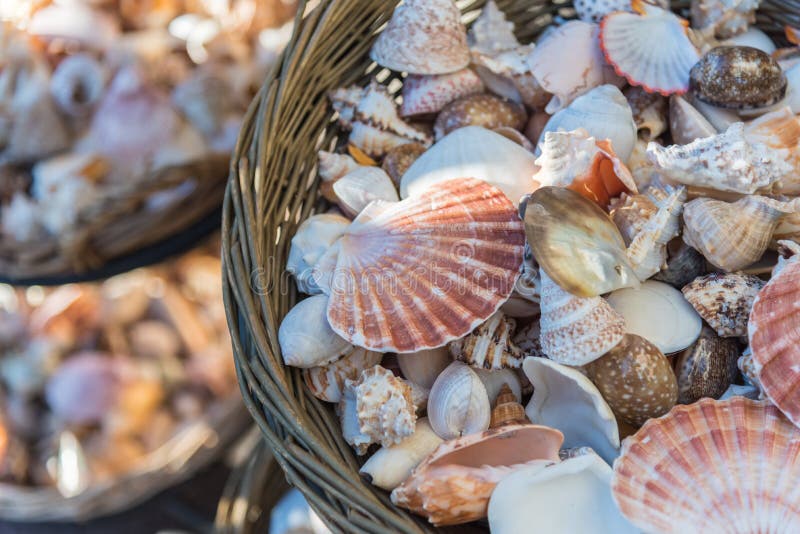 Beautiful Seashells Displayed in Baskets Stock Image - Image of memento ...