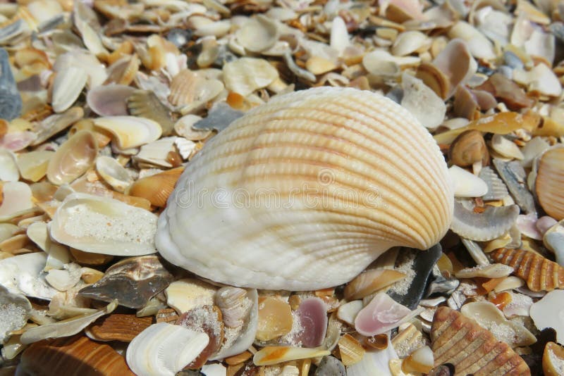 Seashells on the Florida Beach Stock Image - Image of enjoyment, rest ...