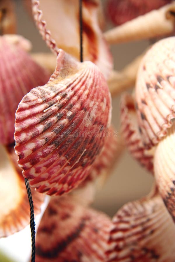 Beautiful Seashells Hanging Stock Image - Image of collection, purple ...