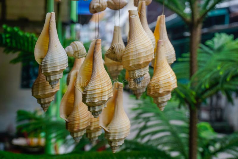 Beautiful Seashells are Hung by a String Stock Image - Image of ...