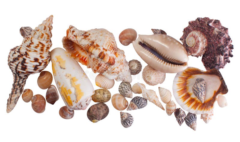 Fusinus Spiral Shell stock image. Image of fusinus, shell - 5829565
