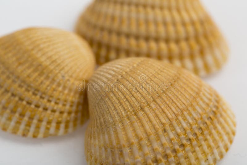 Scallop Sea Shells Piled Together Background Stock Photo - Image of ...