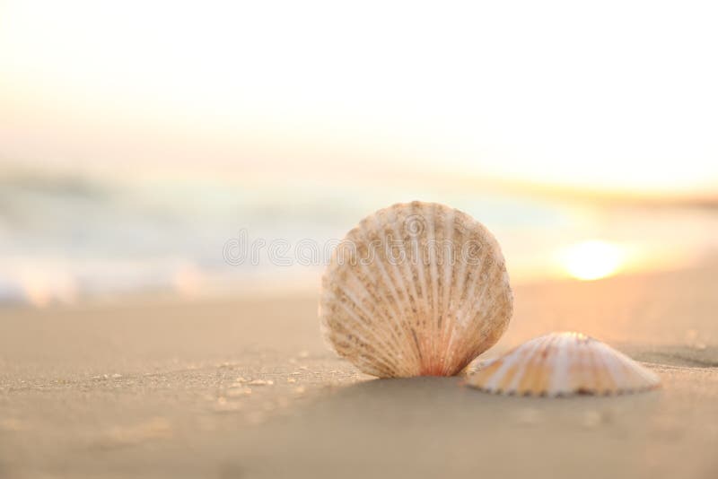 Beautiful Seashells on Sandy Beach at Sunrise. Space for Text Stock ...
