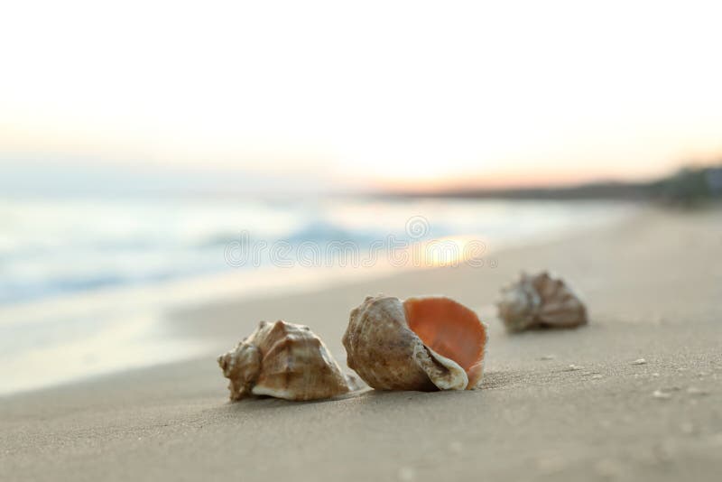Beautiful Seashells on Beach at Sunrise. Space for Text Stock Photo ...