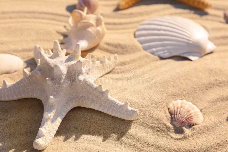 Beautiful Seashells and Starfish on Beach Stock Image - Image of ...