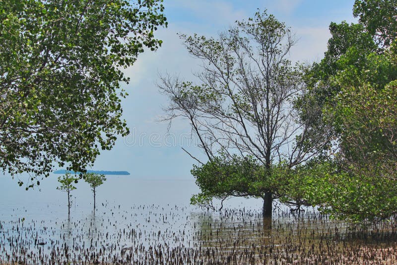 Beautiful Seaside Mangroves Stock Photo - Image of river, flower: 209573176