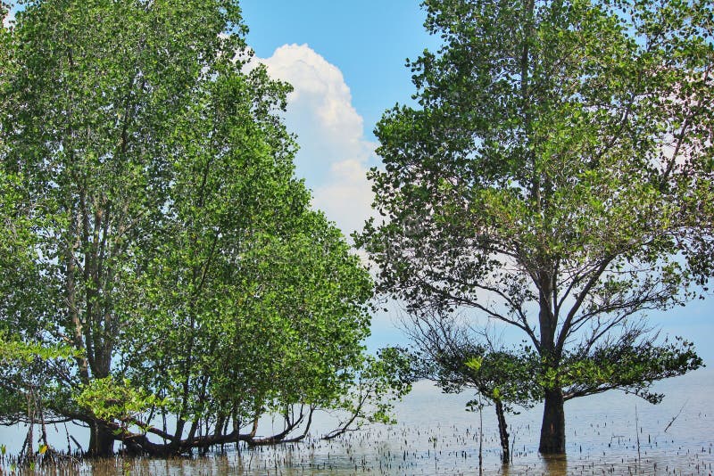 Beautiful Seaside Mangroves Stock Photo - Image of forest, deciduous ...