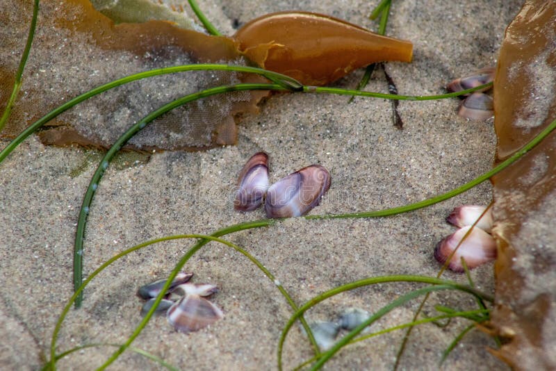 Seaweed and Shells on the Beach Stock Photo - Image of summer, ocean ...