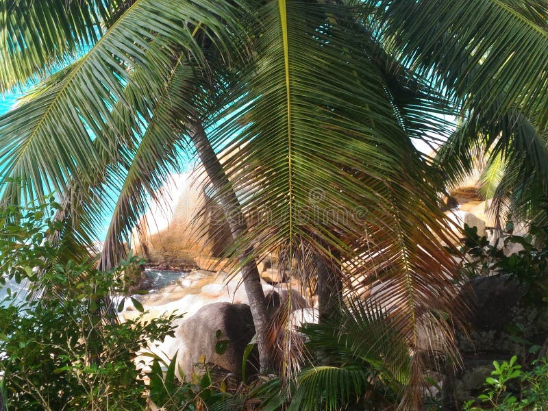 Secluded beach stock image. Image of beach, ladigue, seychelles - 99079857