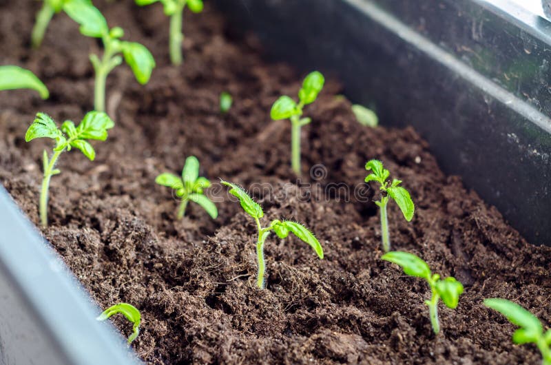 Beautiful seedling stock image. Image of balcony, organic - 69329839