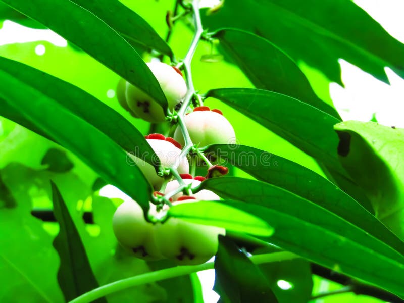 Beautiful Seeds of a Wild Plant Stock Image - Image of yellow, jungle ...