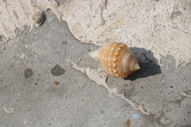 Beautiful Seeshell Wonder of Nature Stock Photo - Image of seashell ...