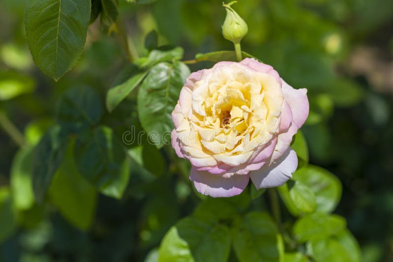Beautiful Selection of Exotic Roses in Bloom Stock Image - Image of ...