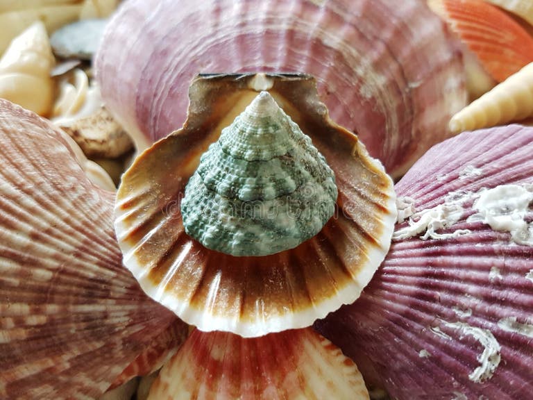 Beautiful Selection of Unusual Seaside Shells Stock Photo - Image of ...