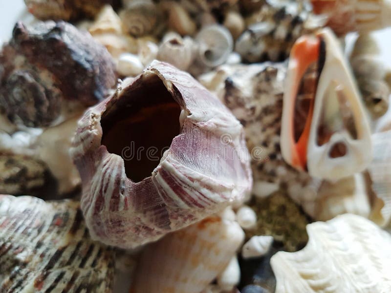 Seaside Selection stock image. Image of science, crabs, coral - 80187