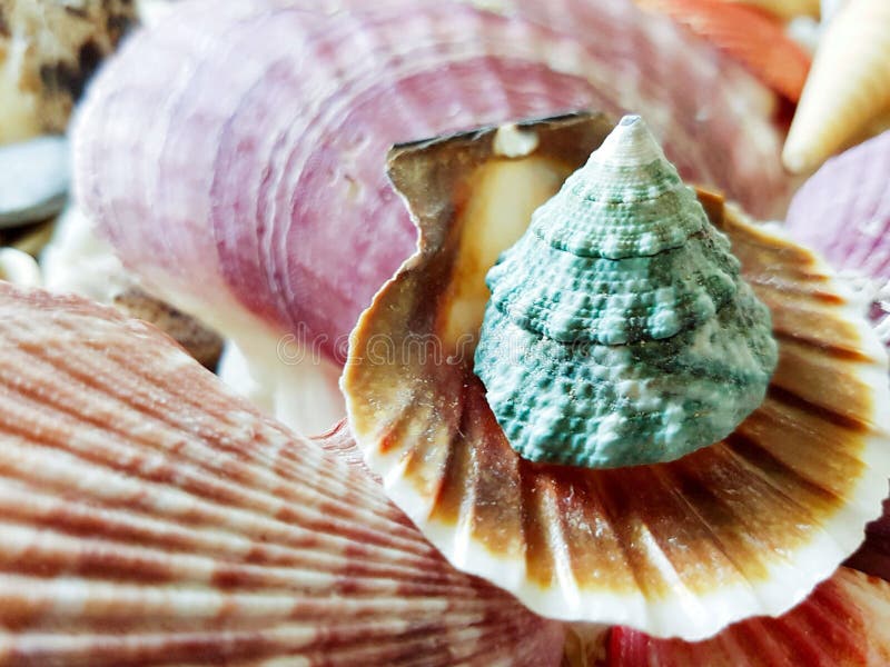 Beautiful Selection of Unusual Seaside Shells Stock Photo - Image of ...
