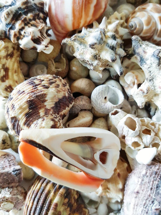 Beautiful Selection of Unusual Seaside Shells Stock Photo - Image of ...