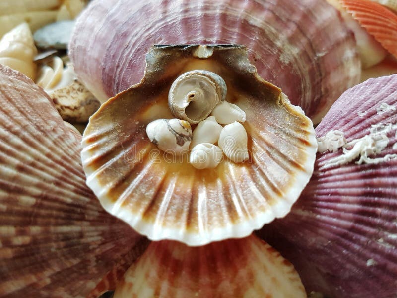 Beautiful Selection of Unusual Seaside Shells Stock Image - Image of ...