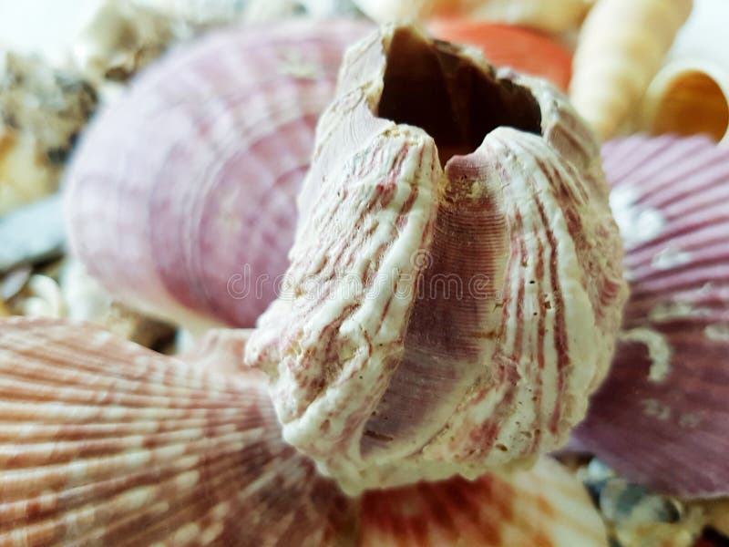 Beautiful Selection of Unusual Seaside Shells Stock Photo - Image of ...