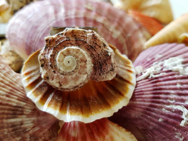 Beautiful Selection of Unusual Seaside Shells Stock Image - Image of ...