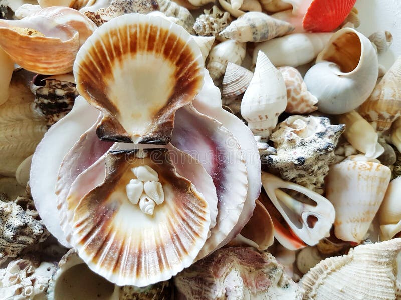 Beautiful Selection of Unusual Seaside Shells Stock Image - Image of ...