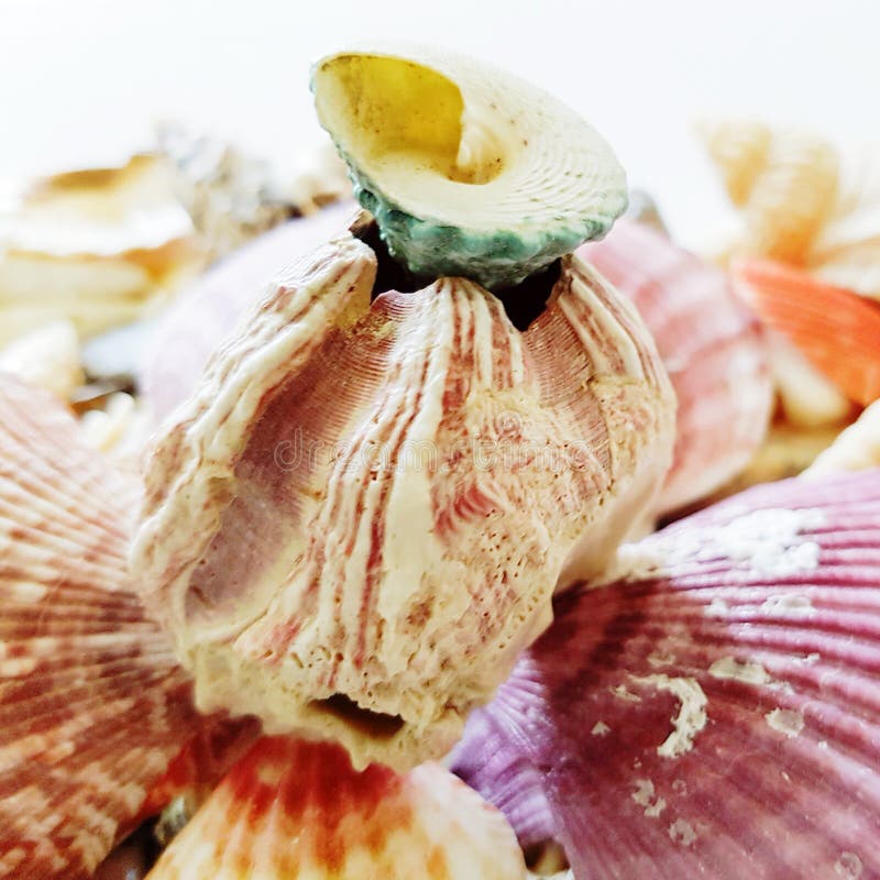 Beautiful Selection of Unusual Seaside Shells Stock Image - Image of ...