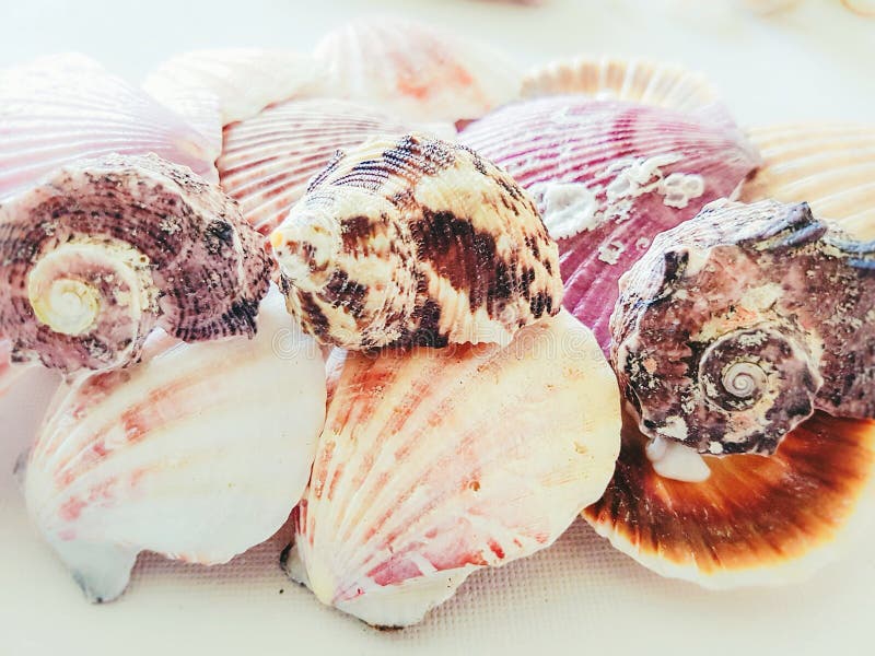 Seaside Selection stock image. Image of science, crabs, coral - 80187