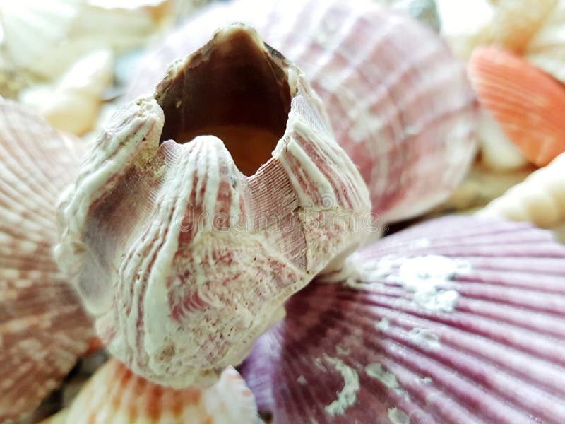 Beautiful Selection of Unusual Seaside Shells Stock Image - Image of ...