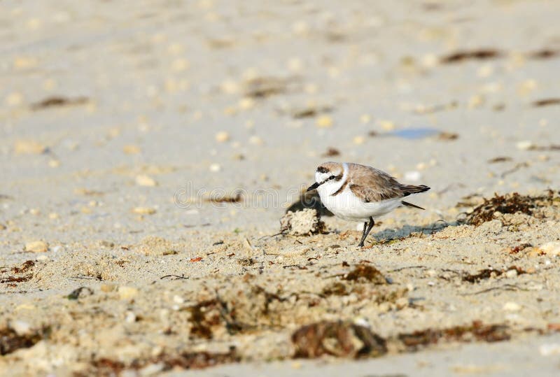 A Beautiful Semipalmated Sandpiper Stock Image - Image of wing, bill ...