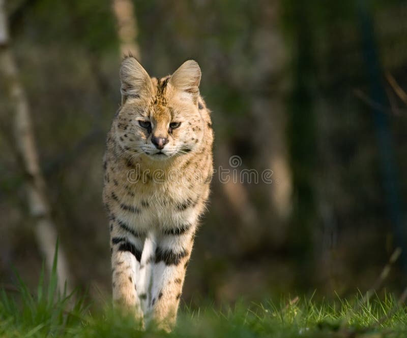 Beautiful serval stock photo. Image of steppes, animal - 4884060