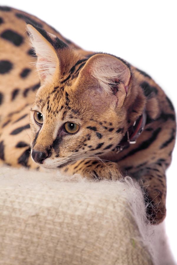 415 Serval White Stock Photos - Free & Royalty-Free Stock Photos from ...
