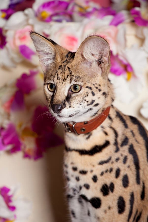 Beautiful Serval, Leptailurus Serval Stock Photo - Image of flowers ...