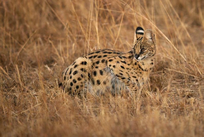 Beautiful Serval Wild Cat, Masai Mara Stock Photo - Image of masai ...