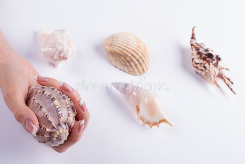 Beautiful Set of Different Shells. Stock Photo - Image of cockleshell ...