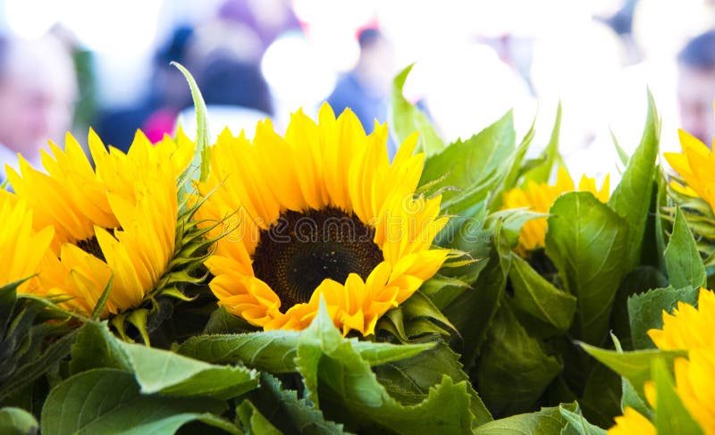 Beautiful Set of Flower Buds Stock Photo - Image of gardening, bouquet ...