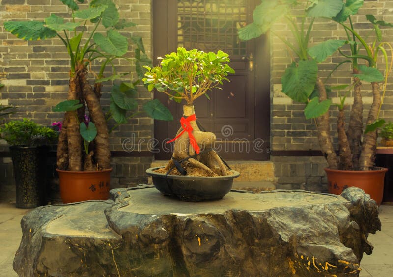 The Triangle of Green Plants Stock Image - Image of travel, beijing ...