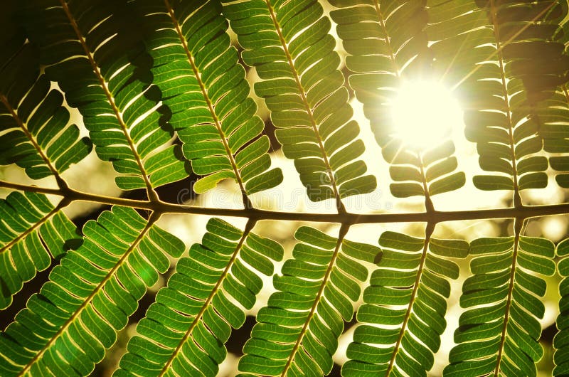 Beautiful shade stock image. Image of leaves, sunlight - 45729971