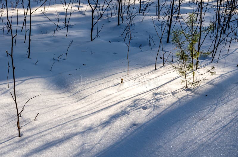 Beautiful Shade from Trees in Winter Snowy Forest Stock Photo - Image ...