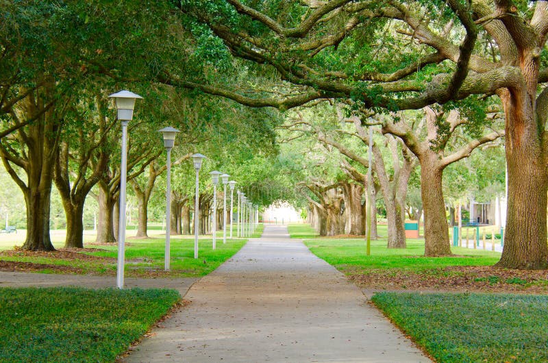Beautiful Shaded Sidewalk with a Lush Green Tree Canopy Stock Image ...