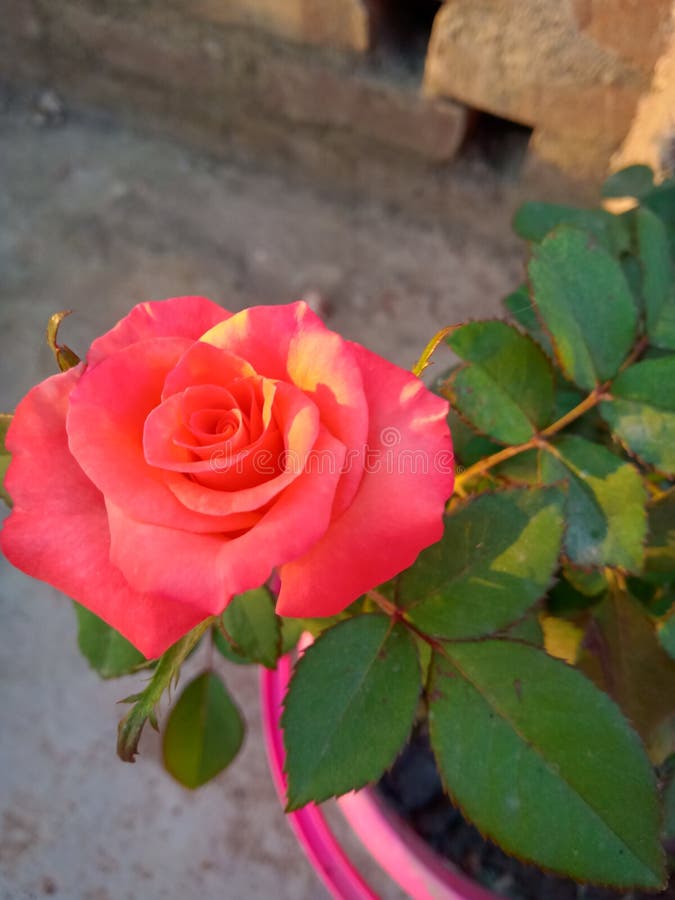 Beautiful Shades of Colours and Light Stock Photo - Image of roses ...
