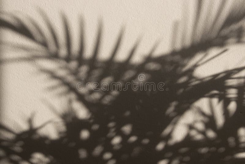 Beautiful Shadows of Palms Leaves on a Beige Wall. Background of Palm`s ...
