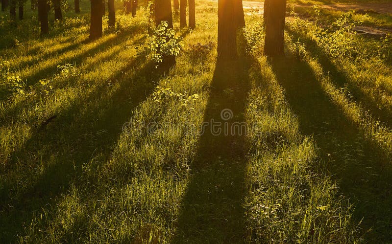 Beautiful Shadows from Trees in Evening Forest Stock Photo - Image of ...