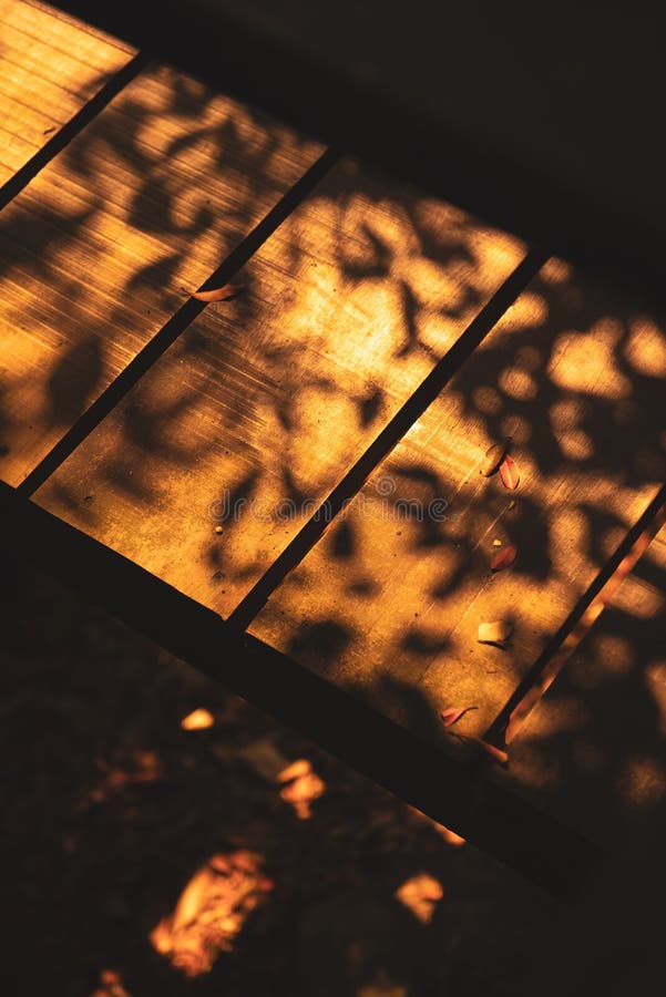 Beautiful Shadows from the Trees. Stock Image - Image of blank, drink ...