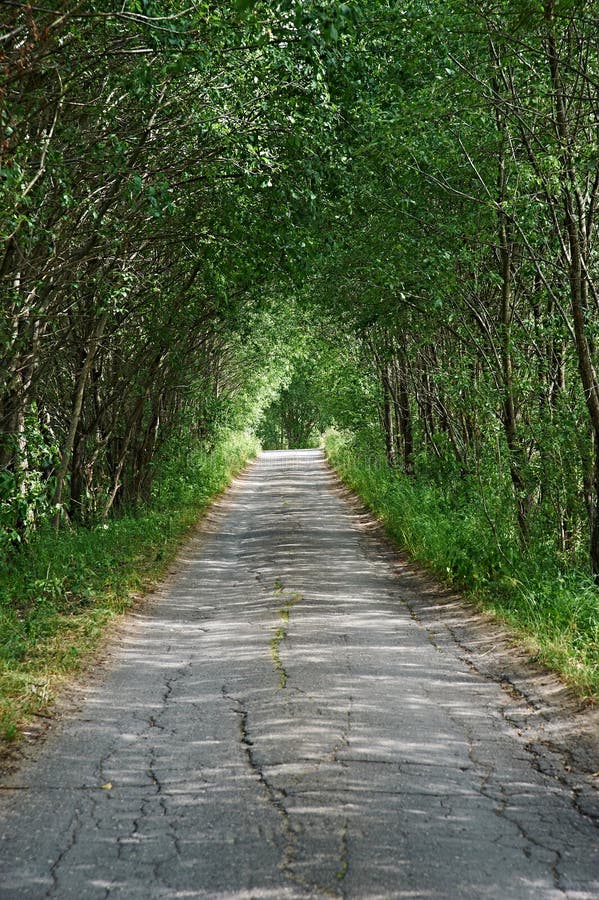 Beautiful shady alley stock photo. Image of green, park - 43244250