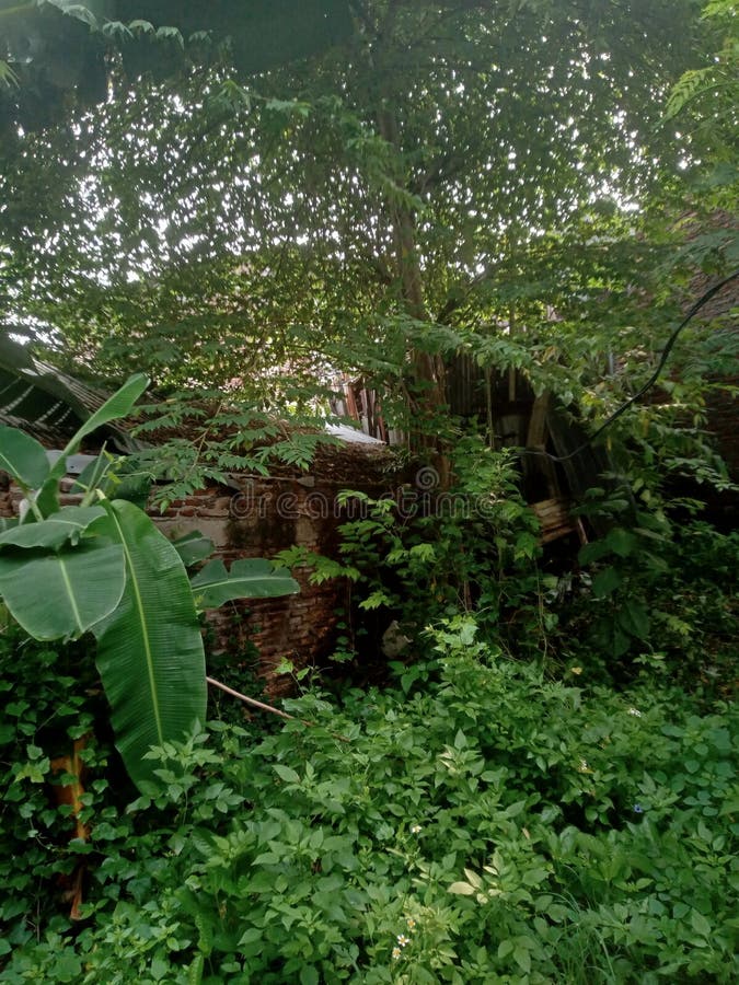 Beautiful, Shady and Cool Forest Stock Photo - Image of beautiful ...