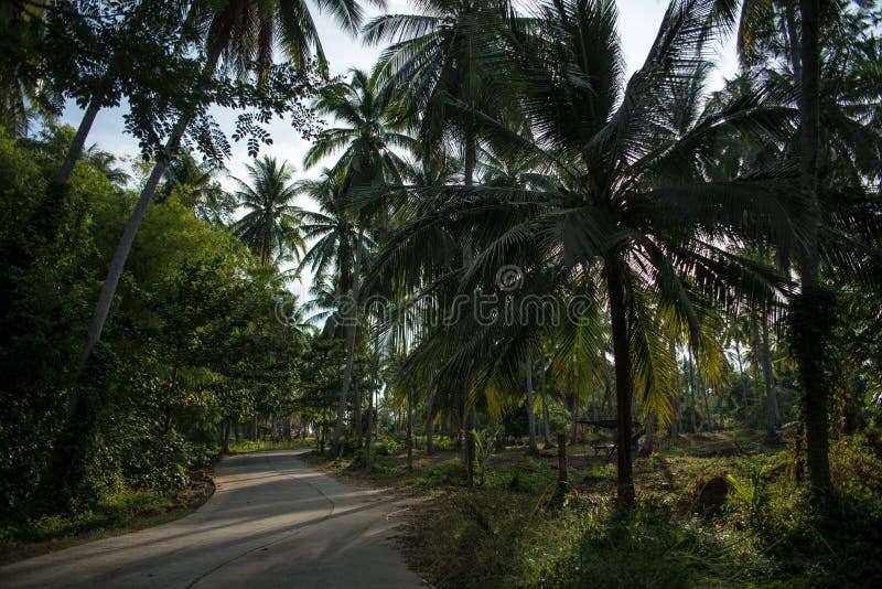 Beautiful Shady Road Amongst Palm Trees Stock Photo - Image of scene ...