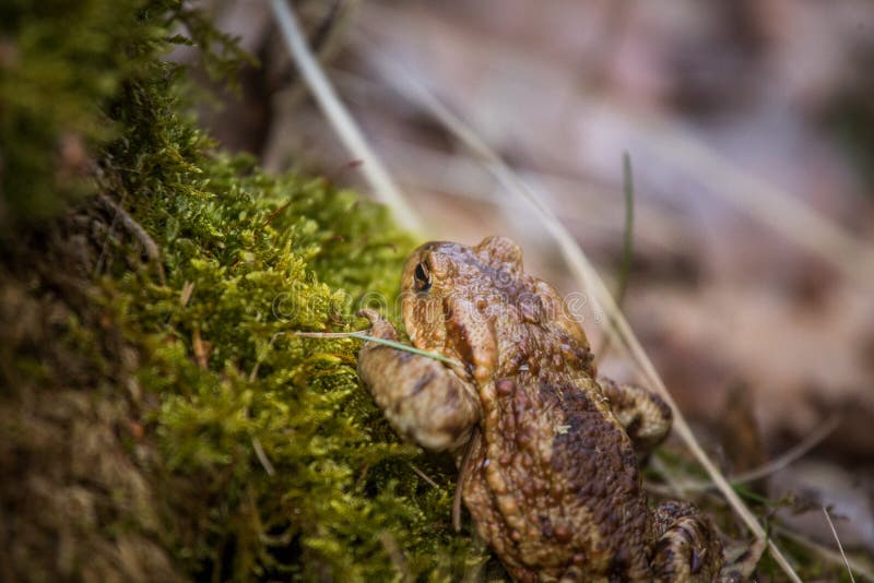 A Beautiful Shallow Depth of Field Closeup of a Toad in a Natural ...