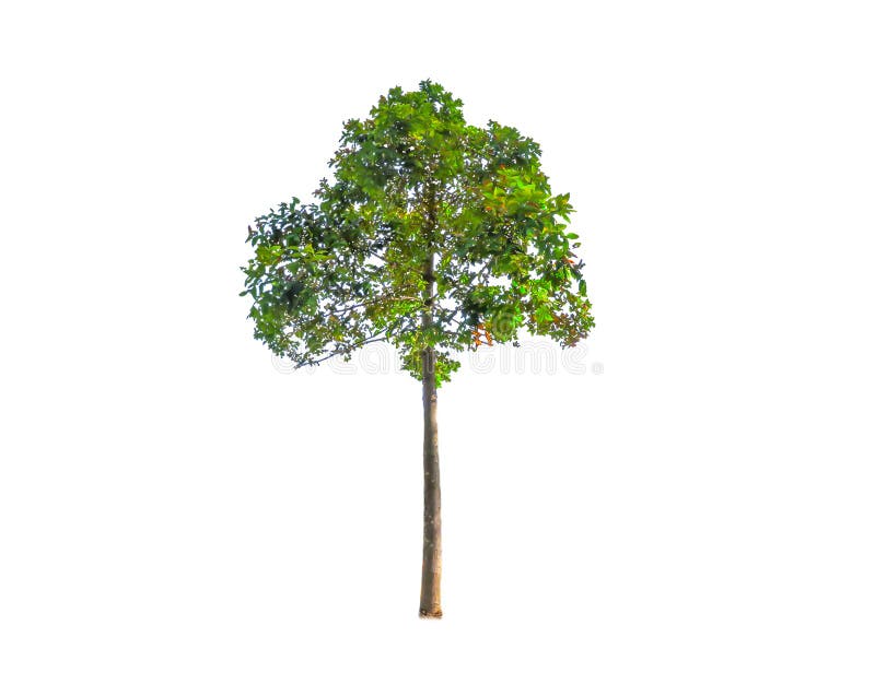 Beautiful Shape of Green Tree Isolated on White Background. Stock Photo ...